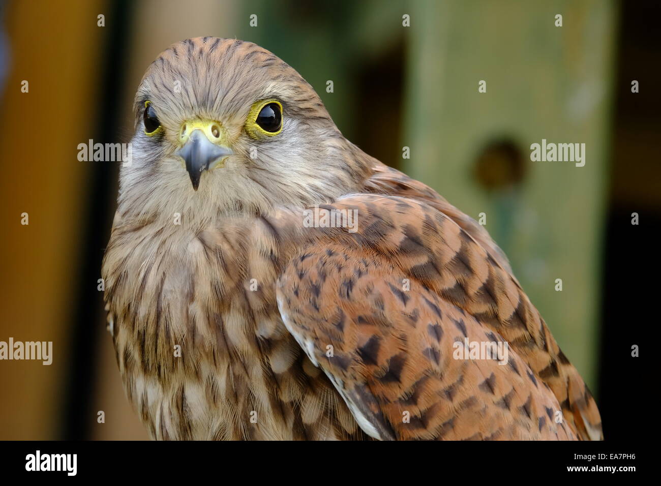 Piume di gheppio immagini e fotografie stock ad alta risoluzione - Alamy