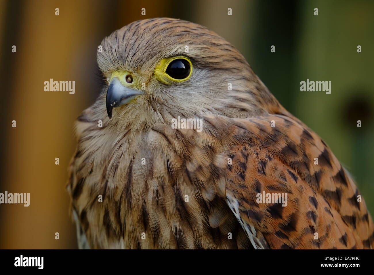 Piume di gheppio immagini e fotografie stock ad alta risoluzione - Alamy