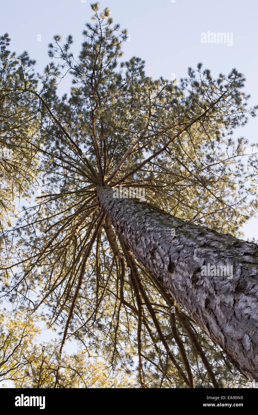 Pino laricio immagini e fotografie stock ad alta risoluzione - Alamy