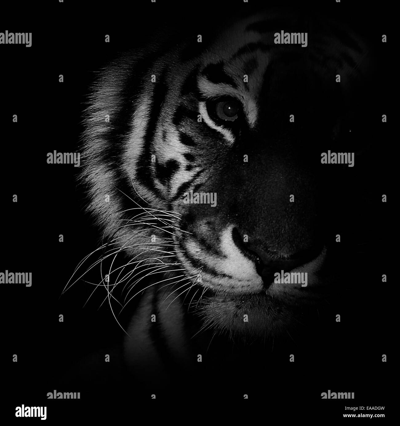 Gatti in via di estinzione Foto e Immagini Stock in Bianco e Nero - Alamy