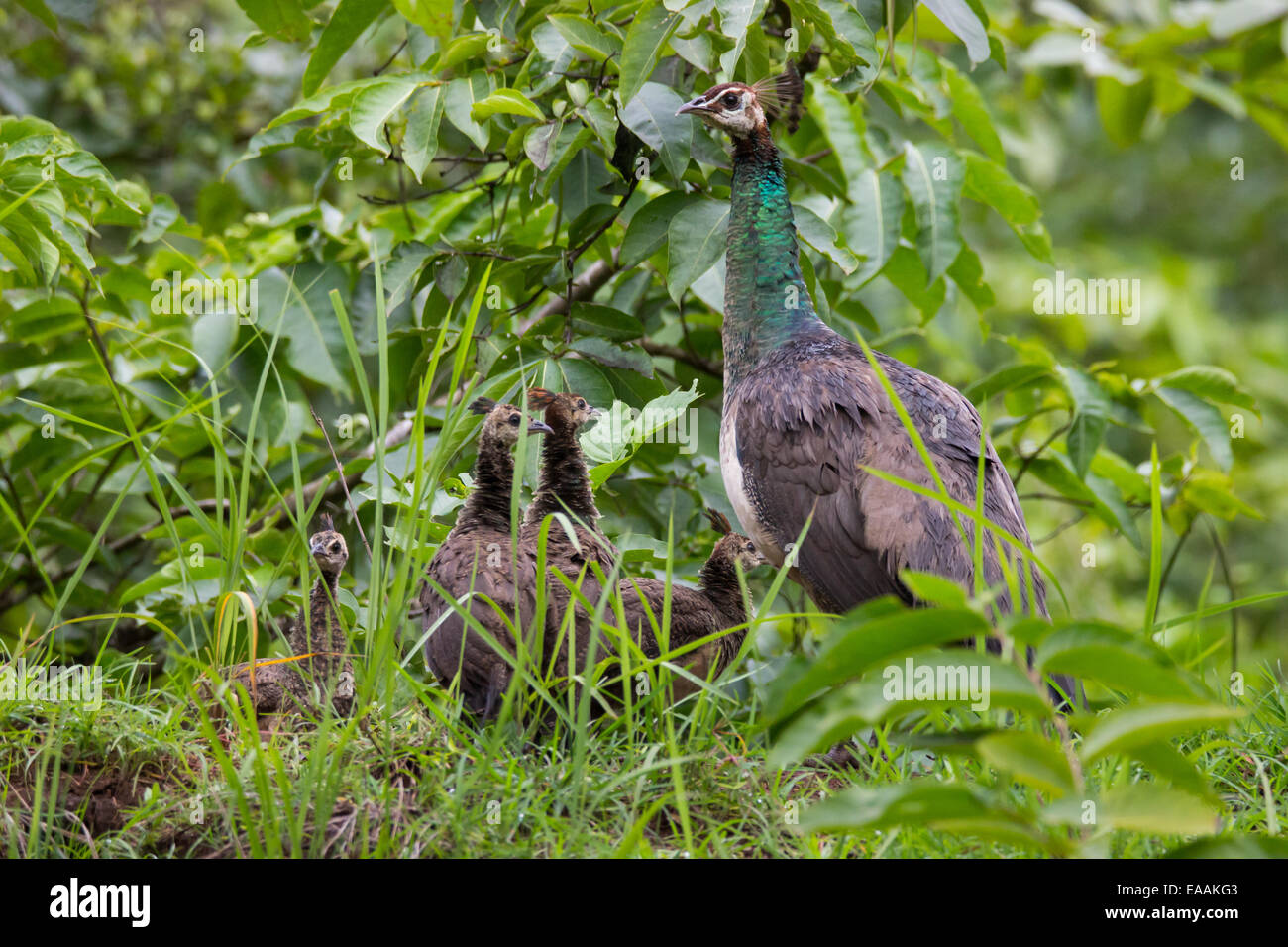 Famiglia di pulcini immagini e fotografie stock ad alta risoluzione - Alamy