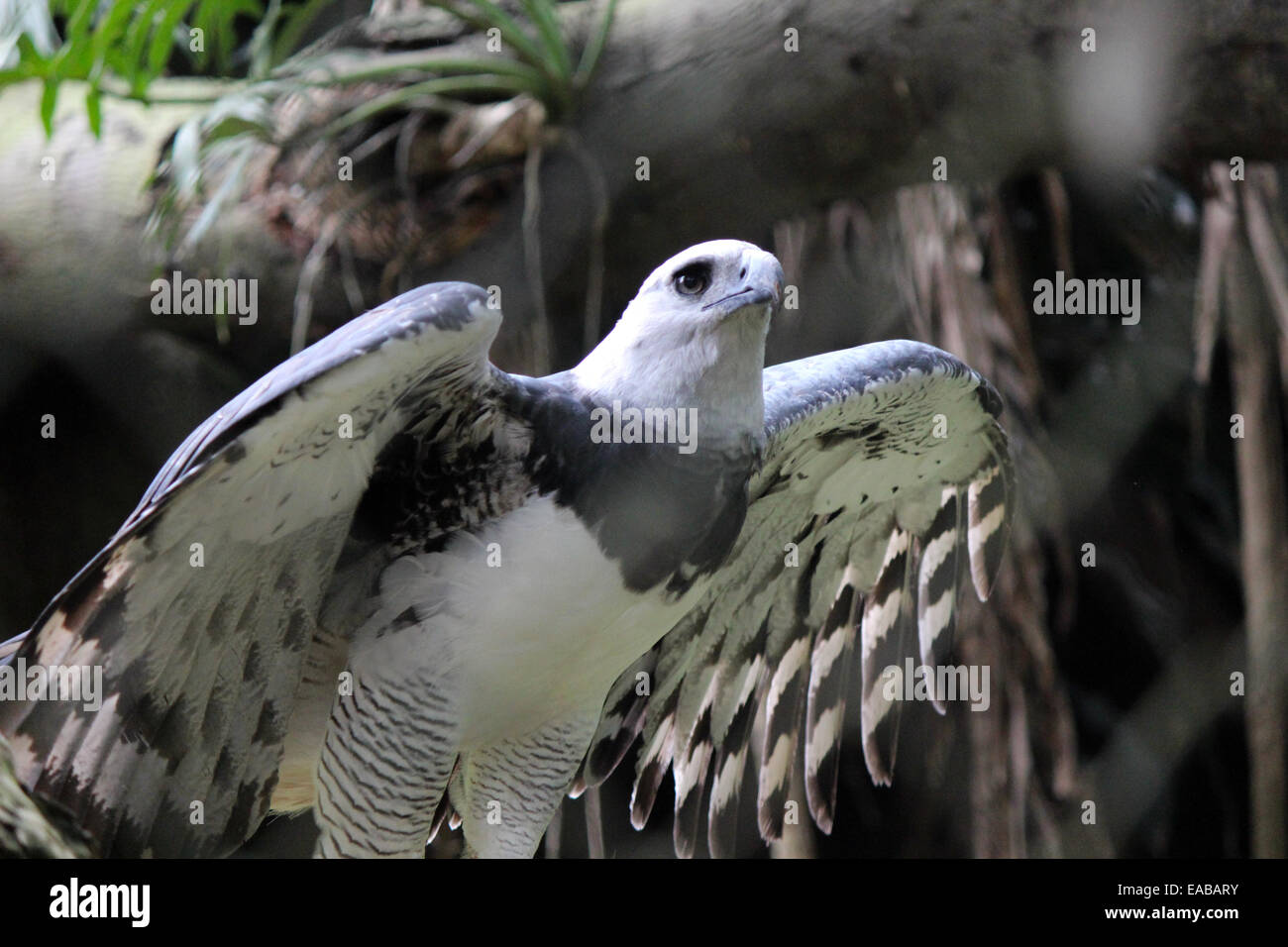 Aquila arpia aquila arpia immagini e fotografie stock ad alta ...
