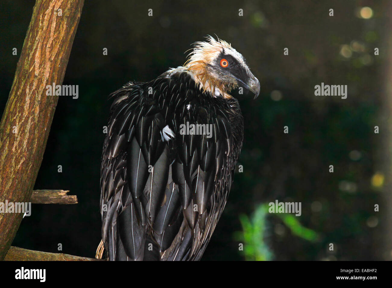 Avvoltoio gipeto immagini e fotografie stock ad alta risoluzione - Alamy