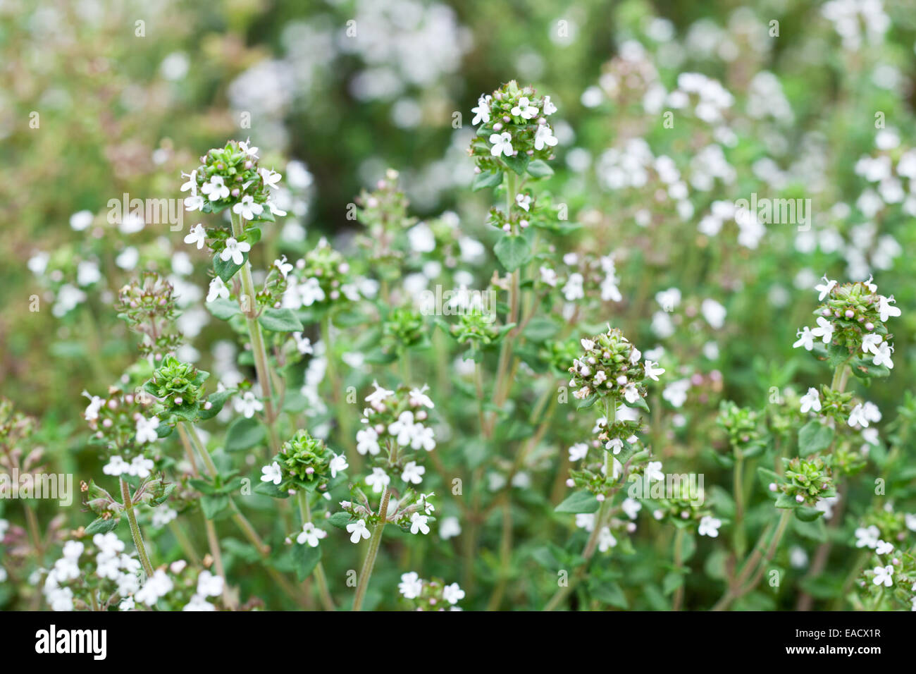 Spezia del giardino immagini e fotografie stock ad alta risoluzione - Alamy