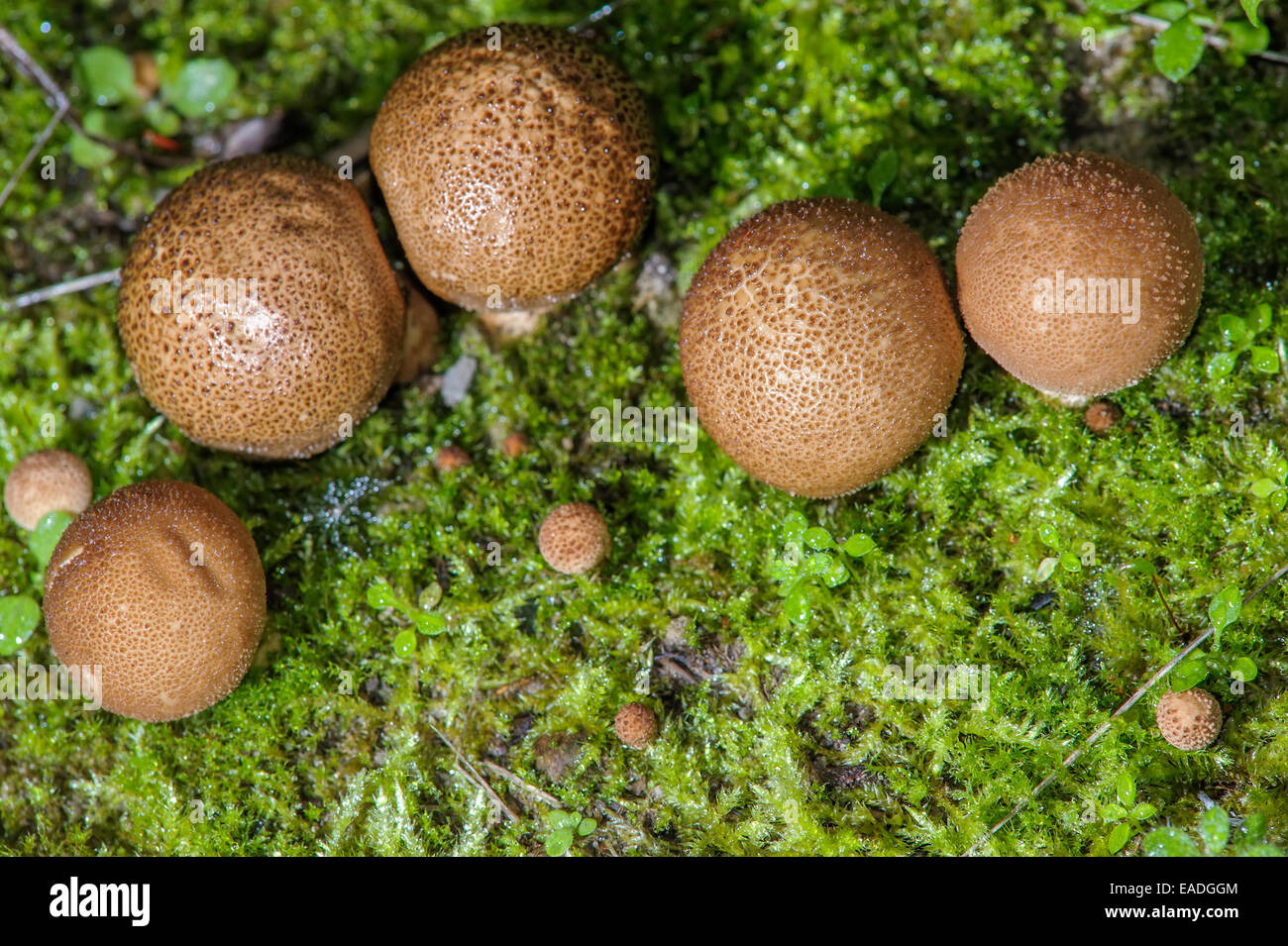 Fungus ball immagini e fotografie stock ad alta risoluzione - Alamy