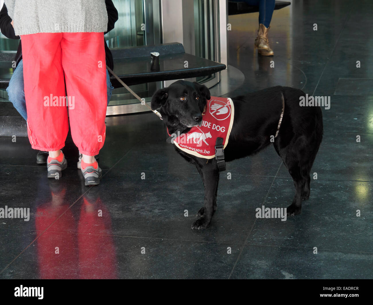 Guida Canina Immagini e Fotos Stock - Alamy