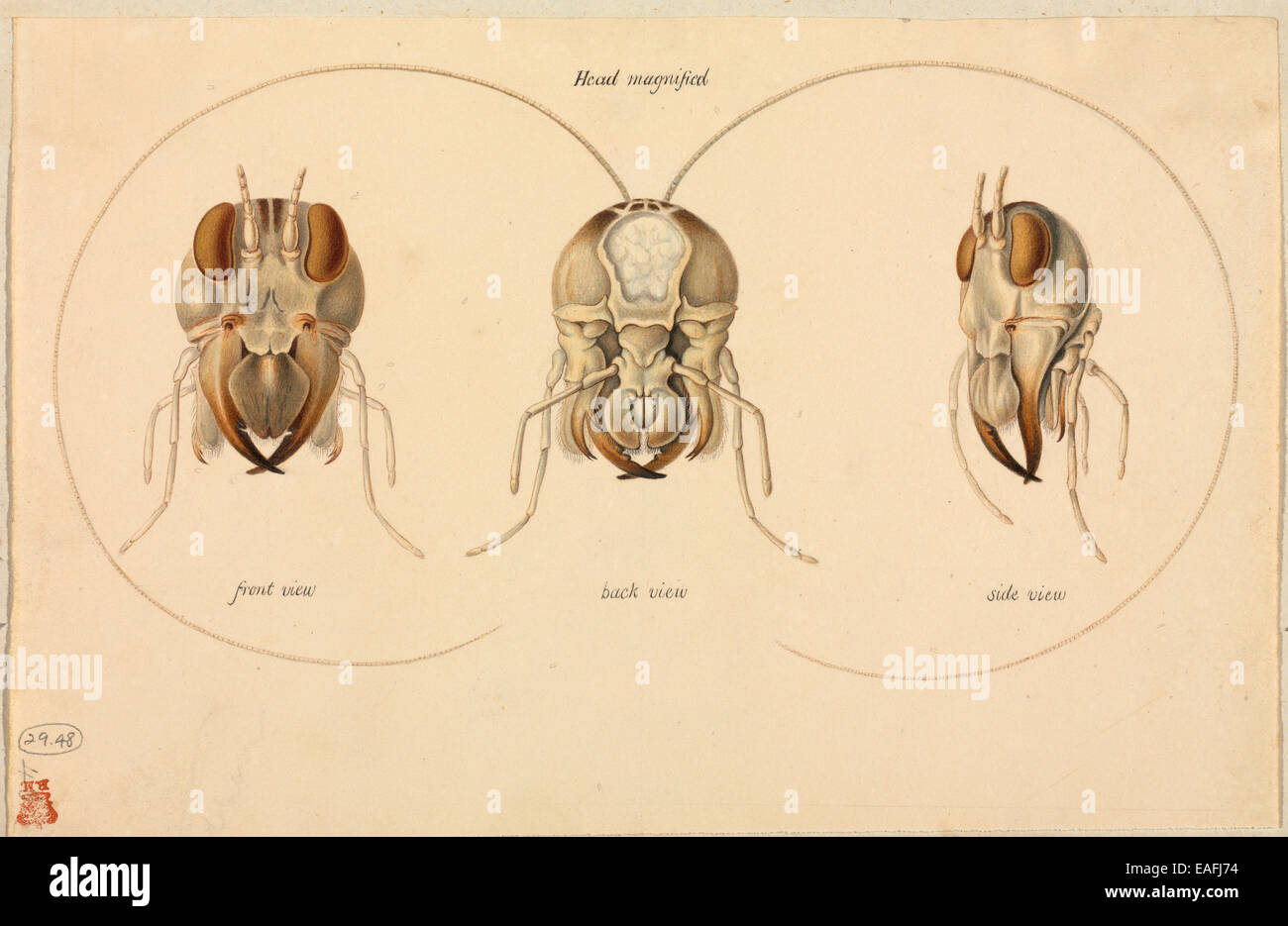 Anatomia degli insetti immagini e fotografie stock ad alta risoluzione ...