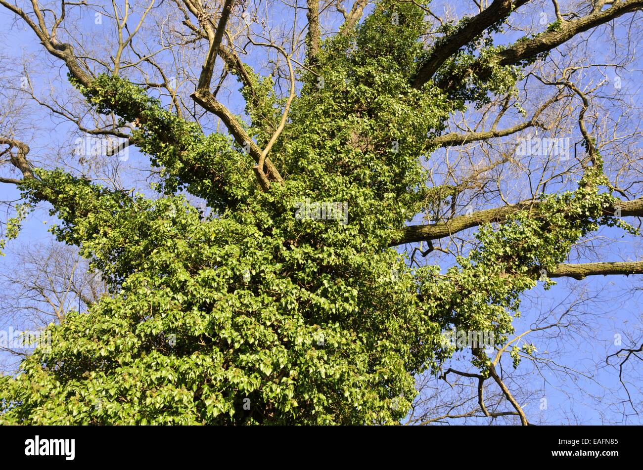 Edera hedera helix immagini e fotografie stock ad alta risoluzione - Alamy
