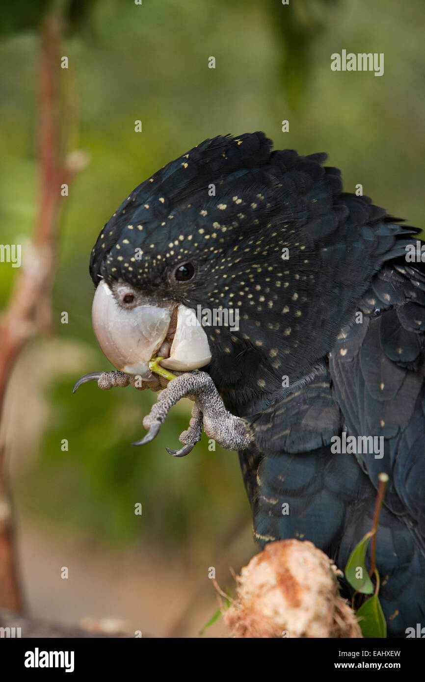 Alimentazione Cacatua Nero Immagini e Fotos Stock - Alamy