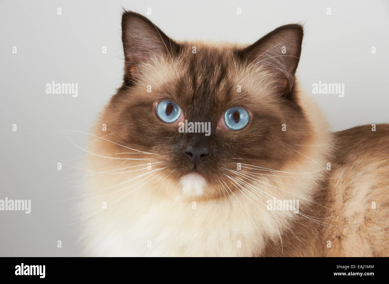 Ragdoll cat immagini e fotografie stock ad alta risoluzione - Alamy