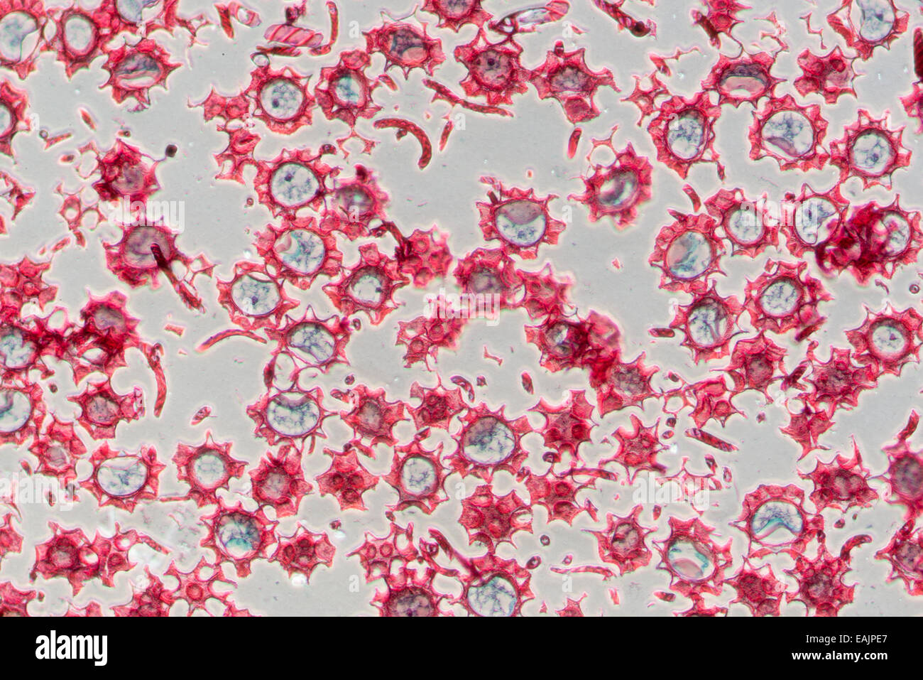 Cellula aploide immagini e fotografie stock ad alta risoluzione - Alamy