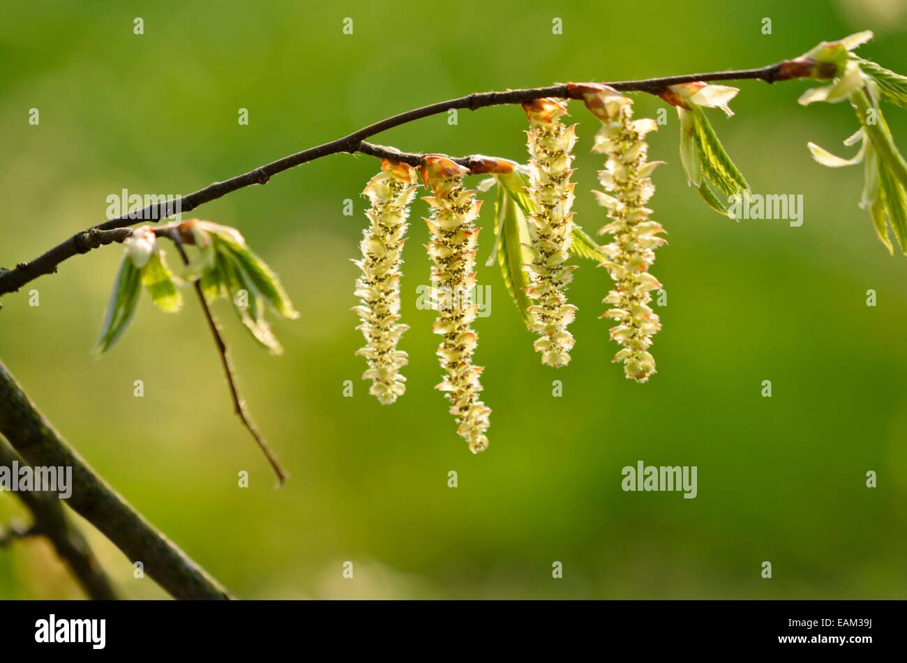 Carpino comune immagini e fotografie stock ad alta risoluzione - Alamy