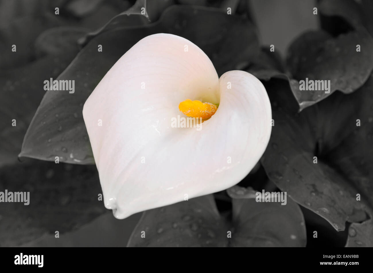 Fiore calla immagini e fotografie stock ad alta risoluzione - Alamy