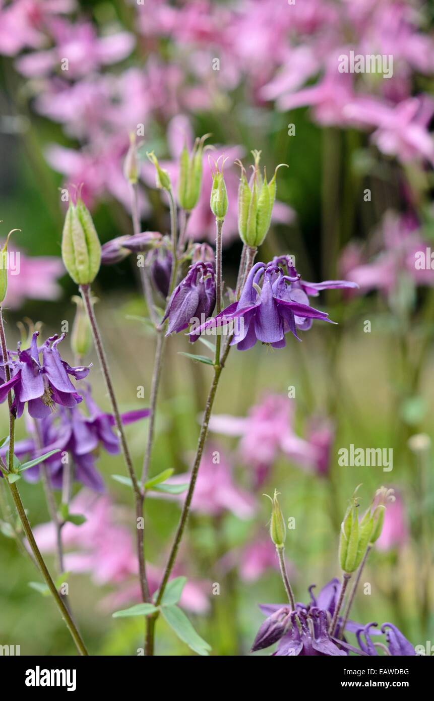 Pianta di aquilegia immagini e fotografie stock ad alta risoluzione - Alamy