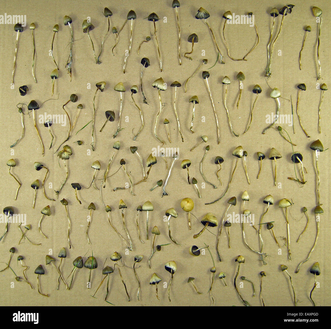 Psilocybe semilanceata immagini e fotografie stock ad alta risoluzione ...