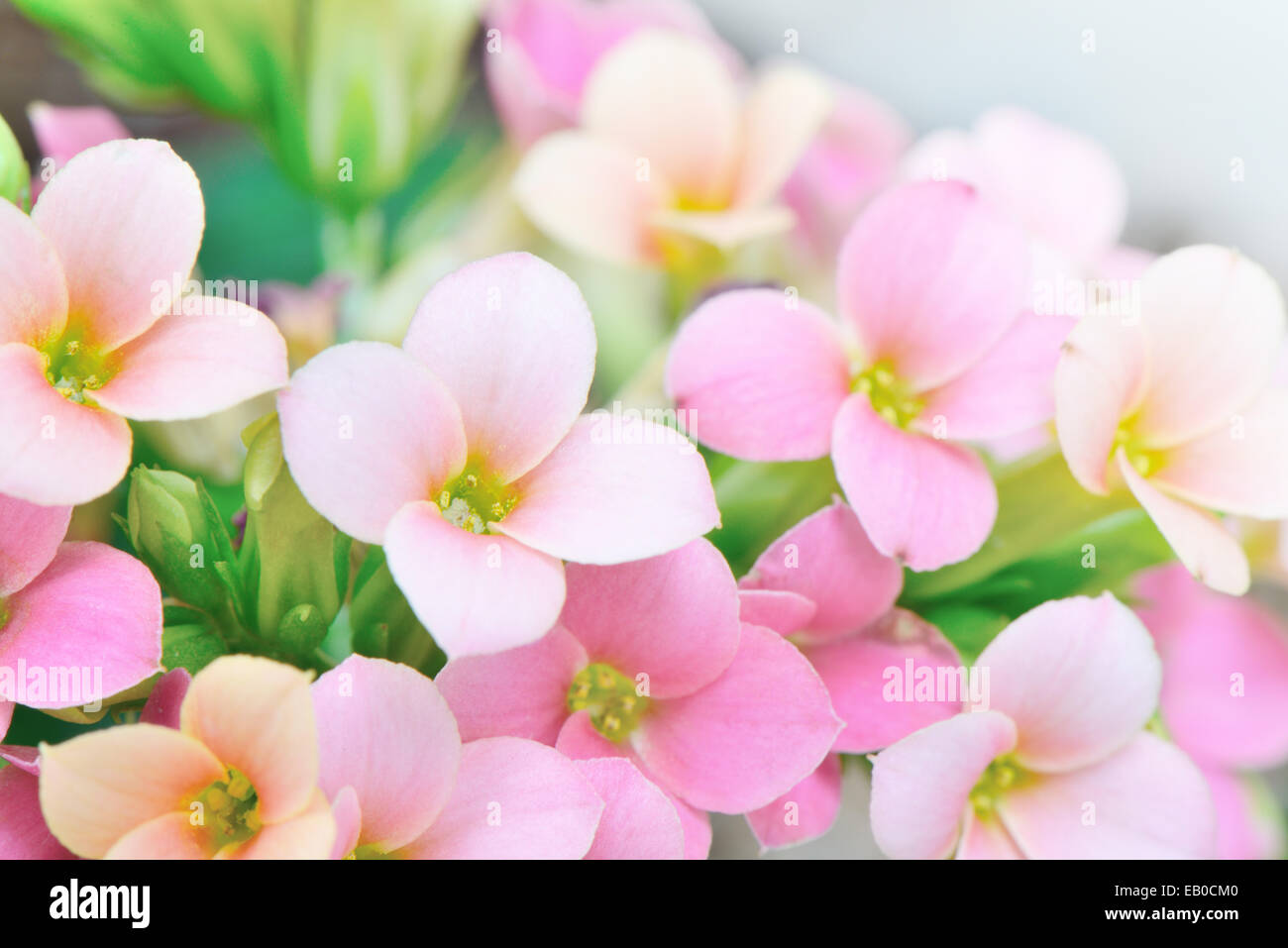 Pinkfarbene gartenblumen immagini e fotografie stock ad alta ...