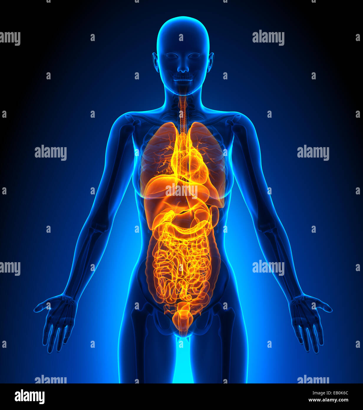 Human body internal organs medicine immagini e fotografie stock ad alta risoluzione - Pagina 2 ...
