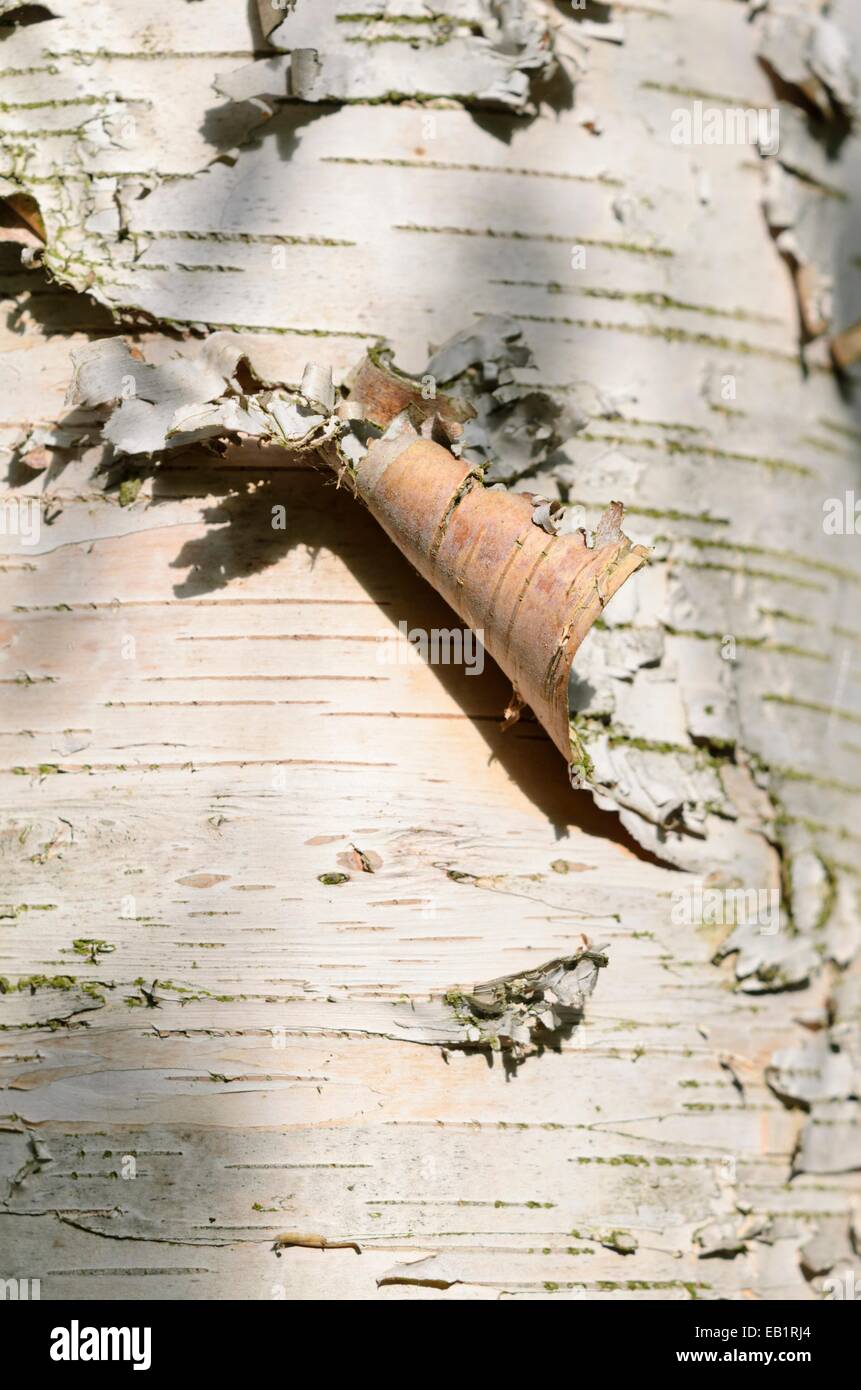 Carta betulla betula papyrifera immagini e fotografie stock ad alta ...