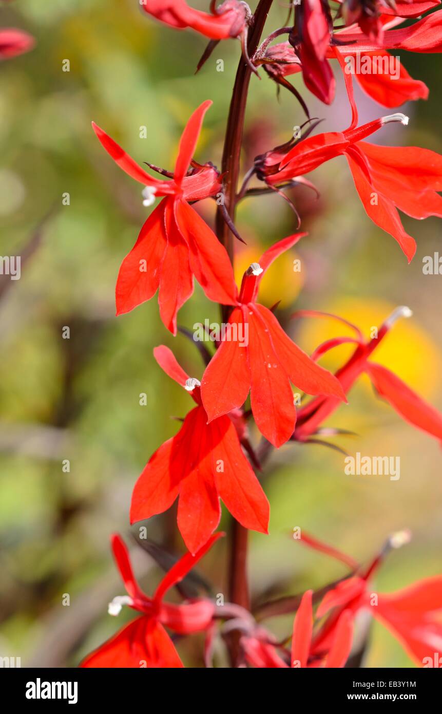 Lobelia cardinalis immagini e fotografie stock ad alta risoluzione - Alamy