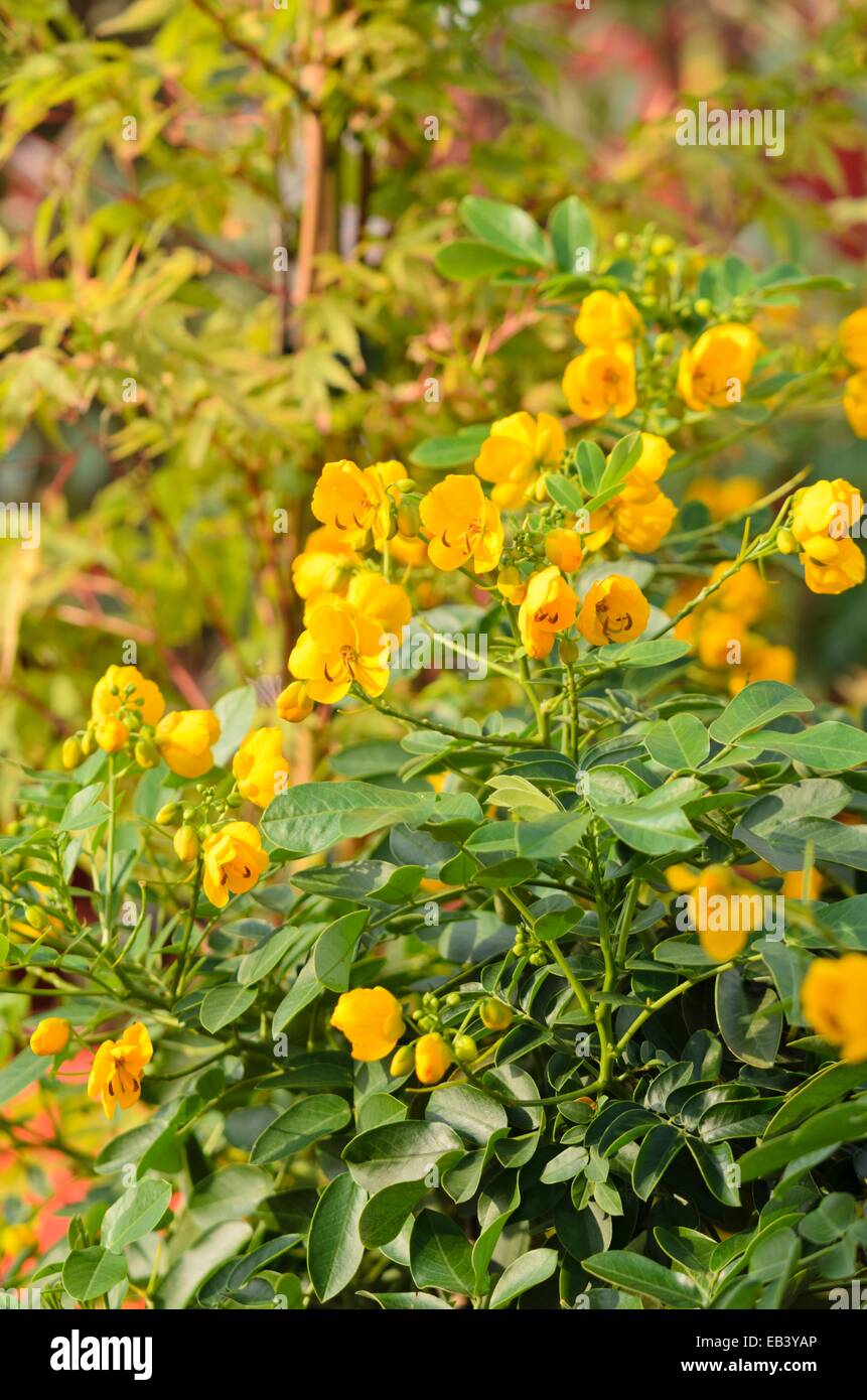 Cassia cassia floribunda immagini e fotografie stock ad alta ...