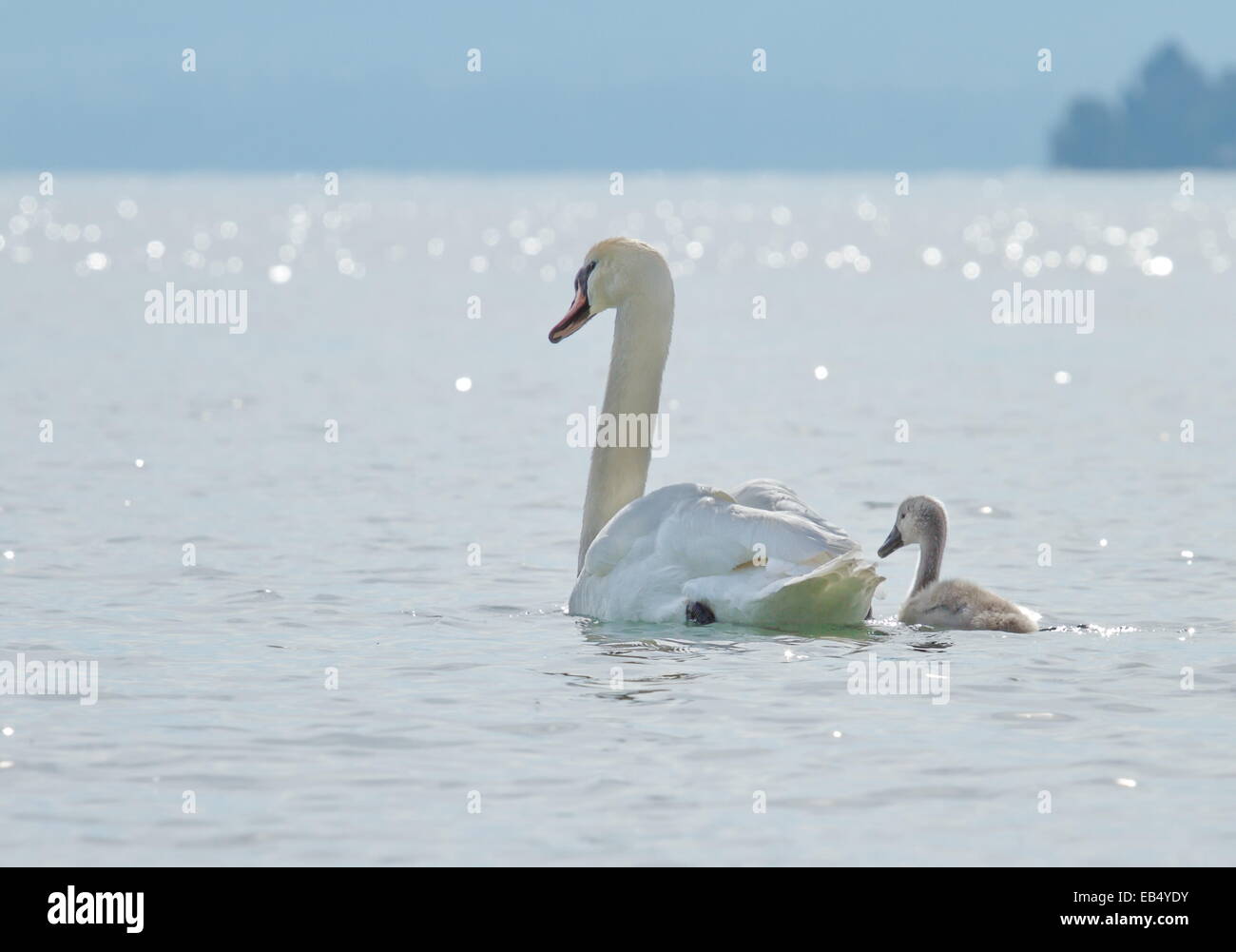 Penna di cigno femmina immagini e fotografie stock ad alta risoluzione ...