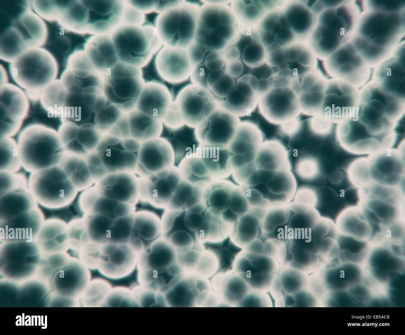 Cellule sangue microscopio immagini e fotografie stock ad alta ...