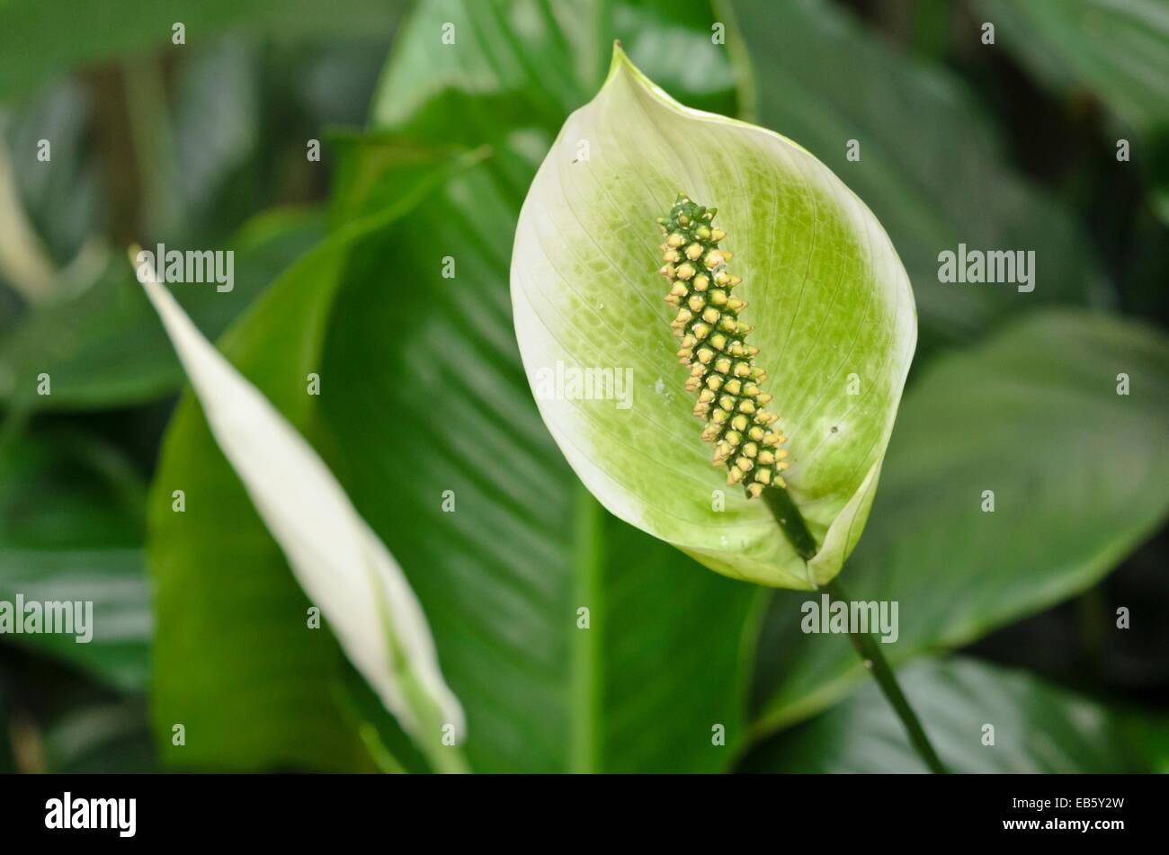 Spathiphyllum flower immagini e fotografie stock ad alta risoluzione ...