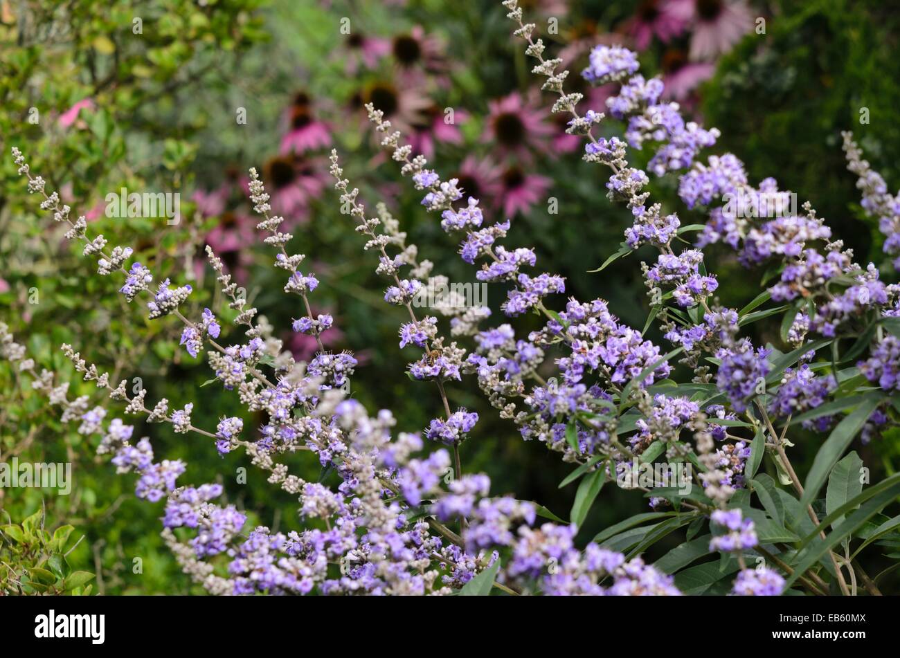 Pianta casta immagini e fotografie stock ad alta risoluzione - Alamy