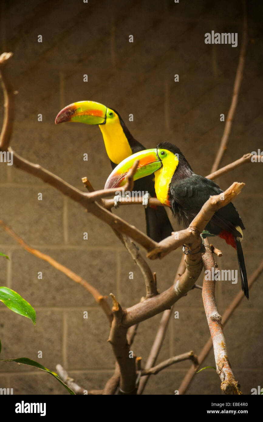 Coppia di tucani immagini e fotografie stock ad alta risoluzione - Alamy