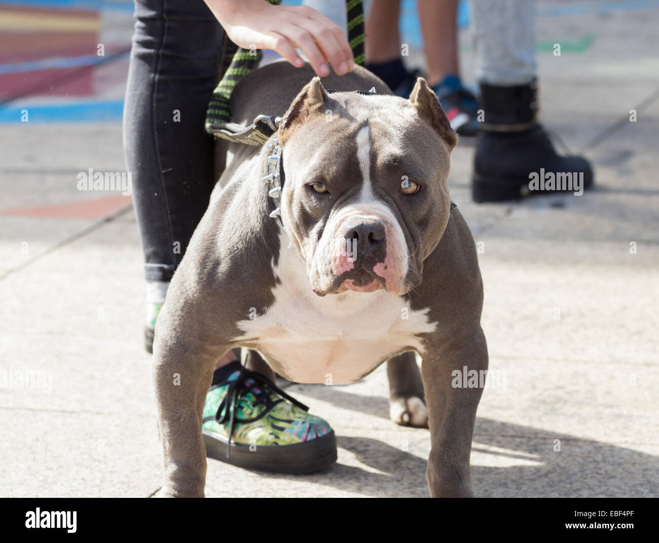American bully staffordshire terrier croce immagini e fotografie stock ...