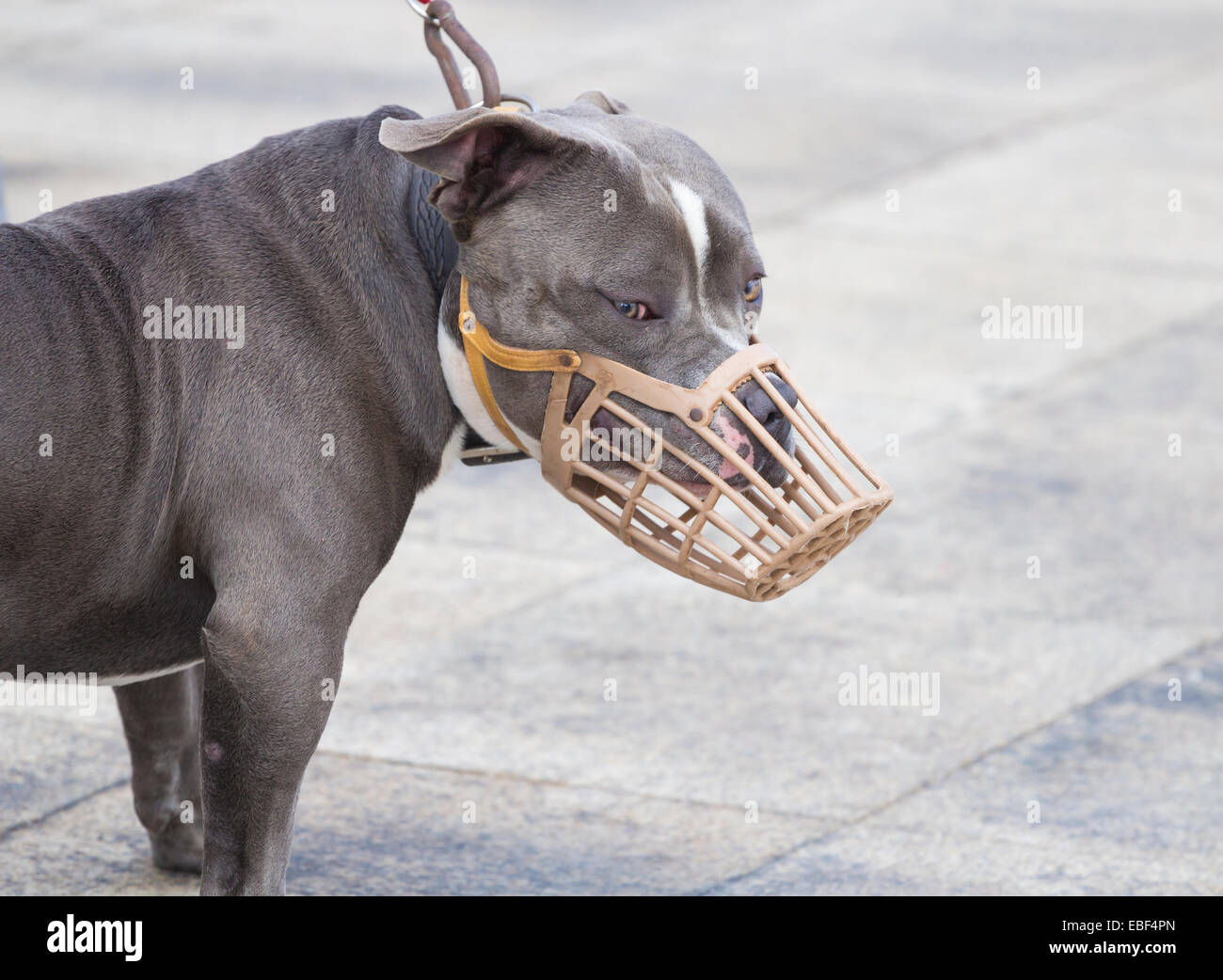 American bully breed dog immagini e fotografie stock ad alta ...