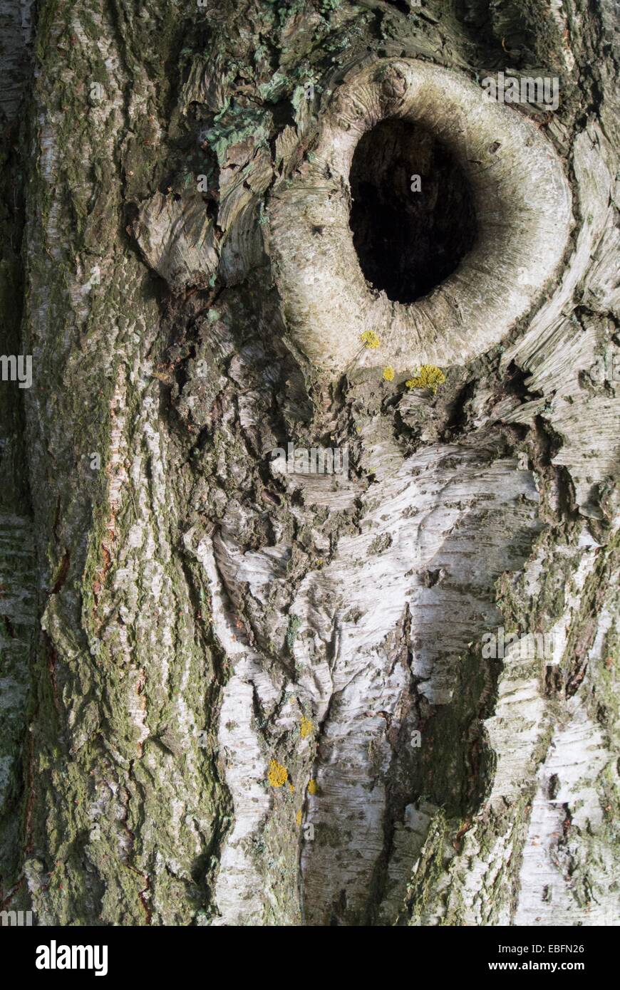 Buco nell'albero immagini e fotografie stock ad alta risoluzione - Alamy