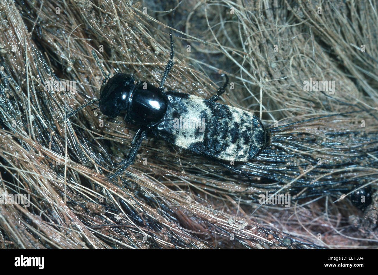 Creophilus maxillosus immagini e fotografie stock ad alta risoluzione ...