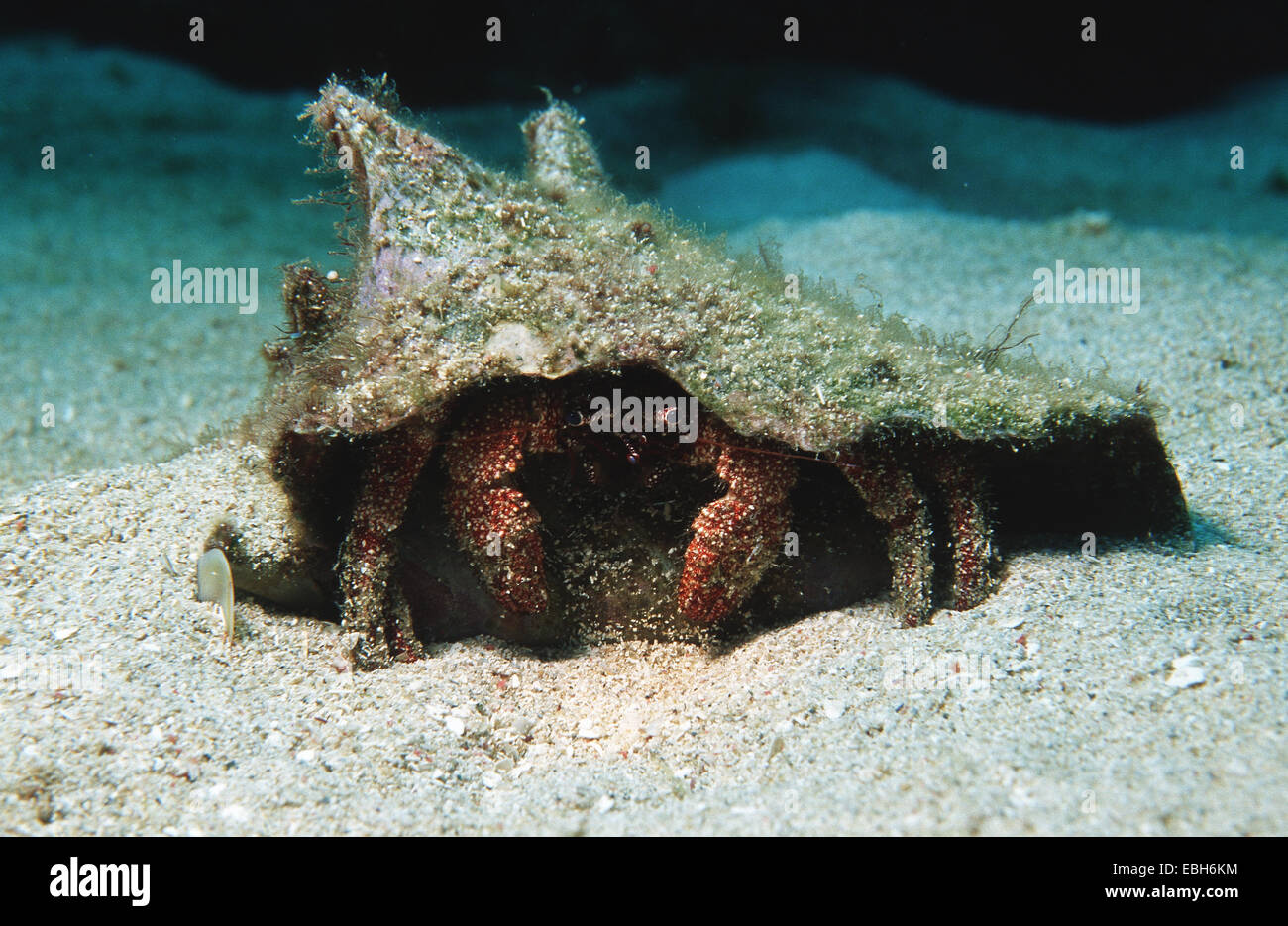 Petrochirus diogenes immagini e fotografie stock ad alta risoluzione ...