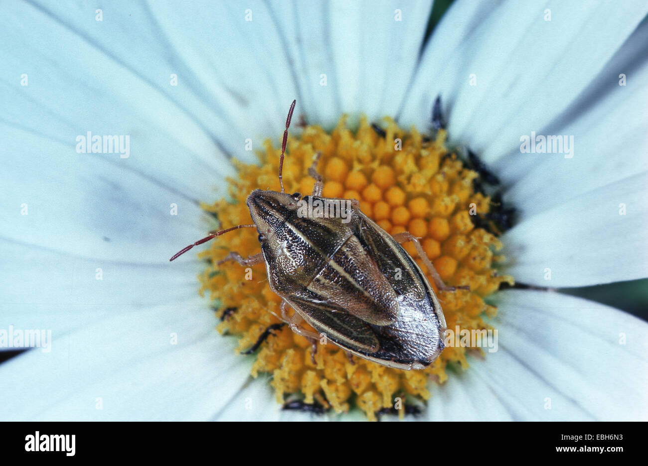 Vescovi mitra aelia acuminata immagini e fotografie stock ad alta ...