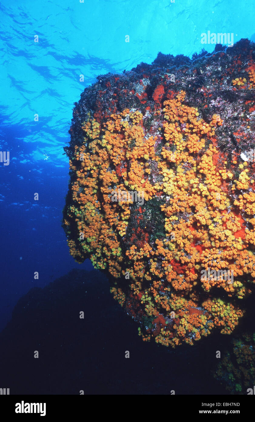 Tubastrea sp immagini e fotografie stock ad alta risoluzione - Alamy