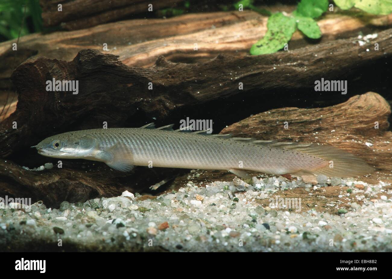 Polypterus fish immagini e fotografie stock ad alta risoluzione - Alamy
