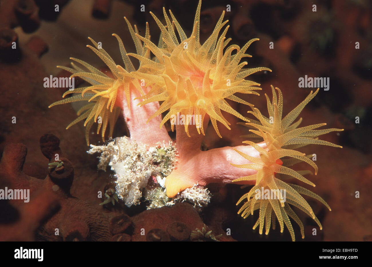 Tubastrea sp immagini e fotografie stock ad alta risoluzione - Alamy