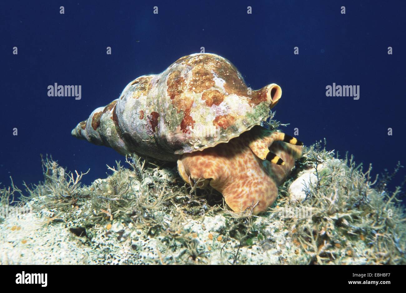 Tritoni giganti immagini e fotografie stock ad alta risoluzione - Alamy
