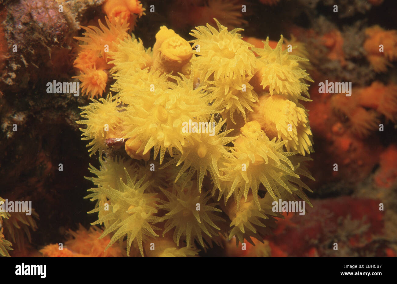 Tubastrea sp immagini e fotografie stock ad alta risoluzione - Alamy