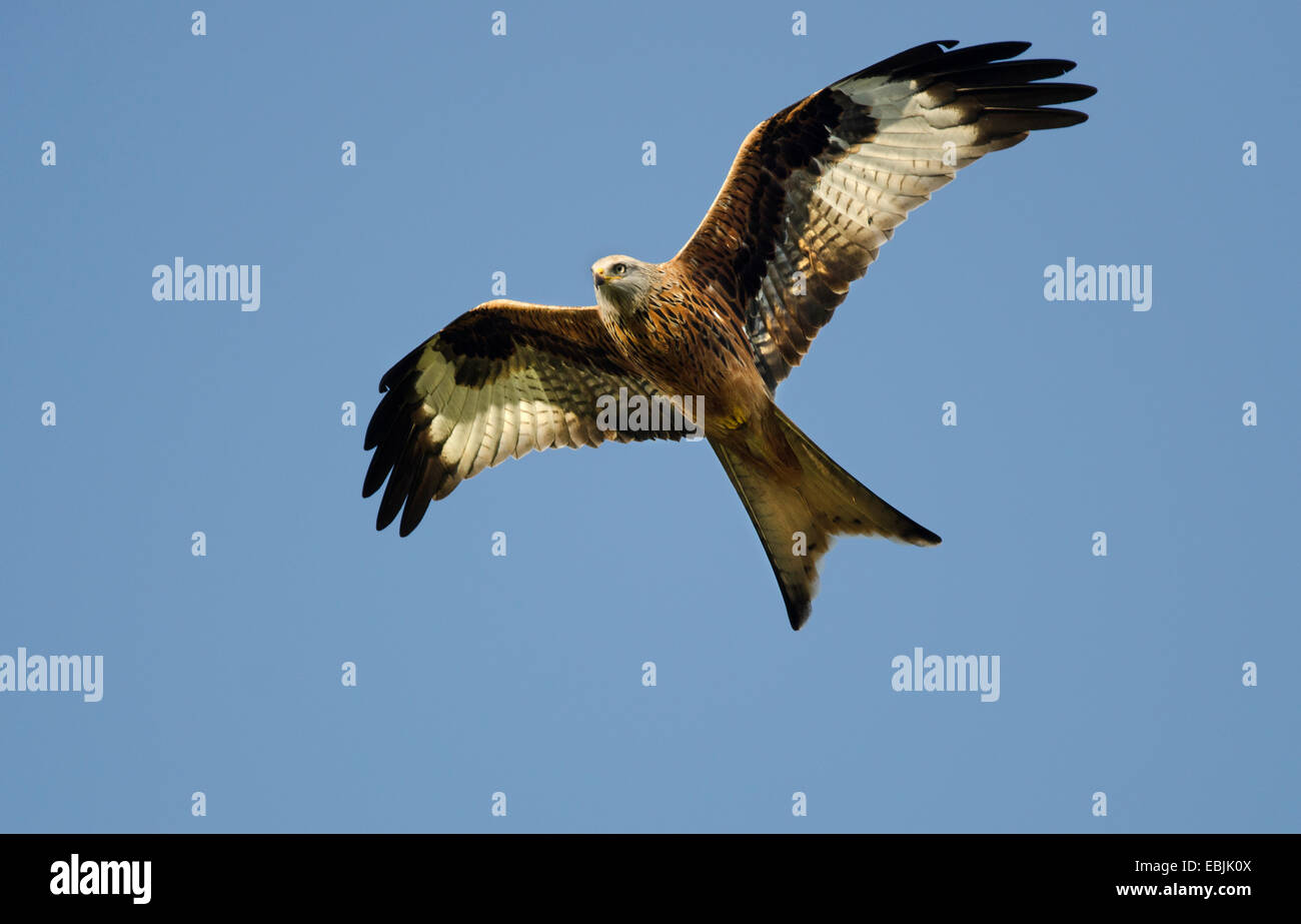 Nibbio reale Milvus milvus british rapace in volo sopra il Solway Firth ...