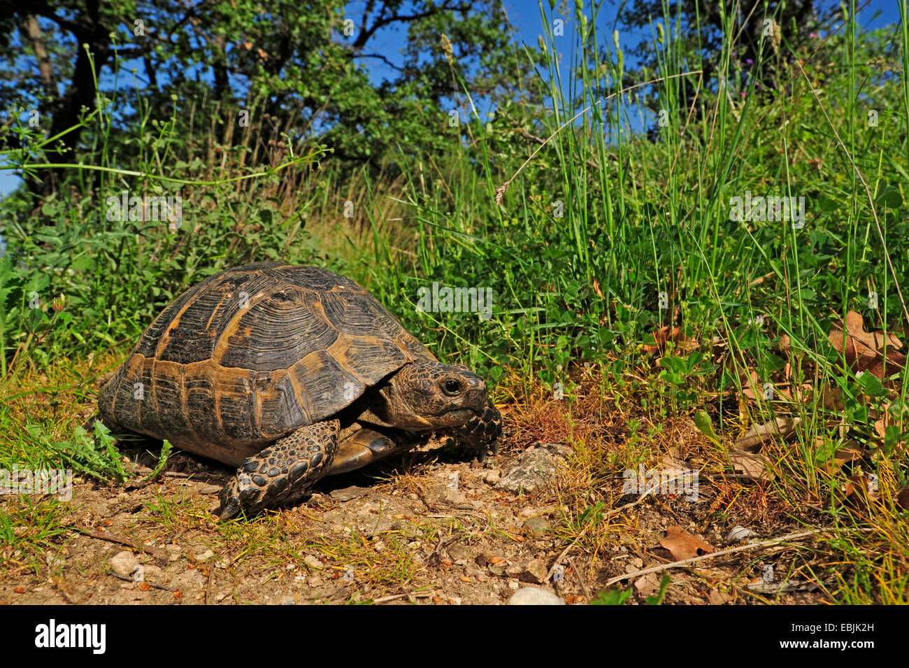 Sperone-thighed tartaruga, sperone mediterraneo-thighed, tartaruga ...
