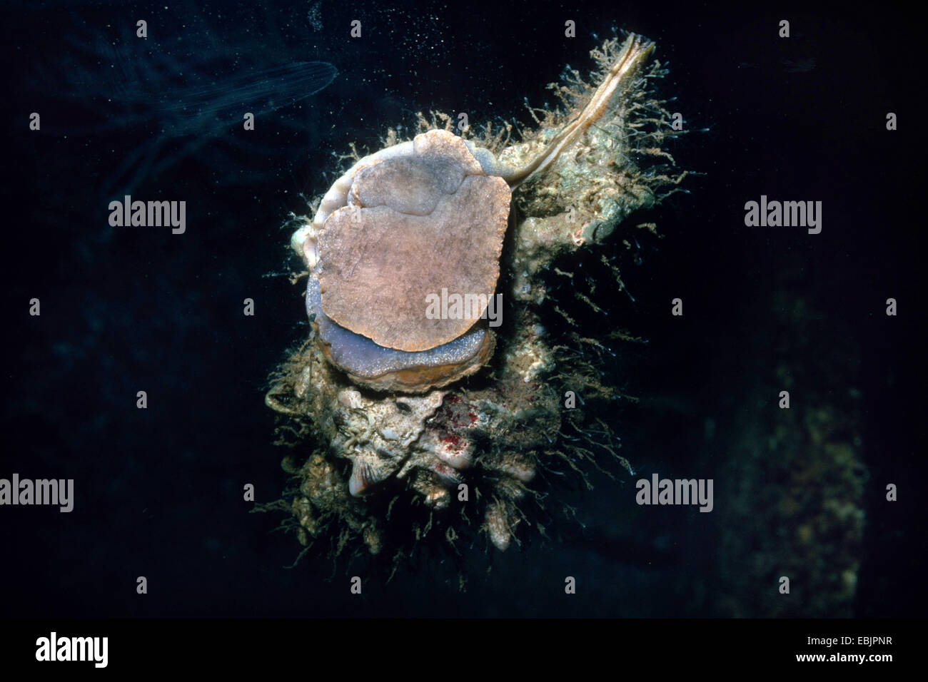 Lumache viola immagini e fotografie stock ad alta risoluzione - Alamy