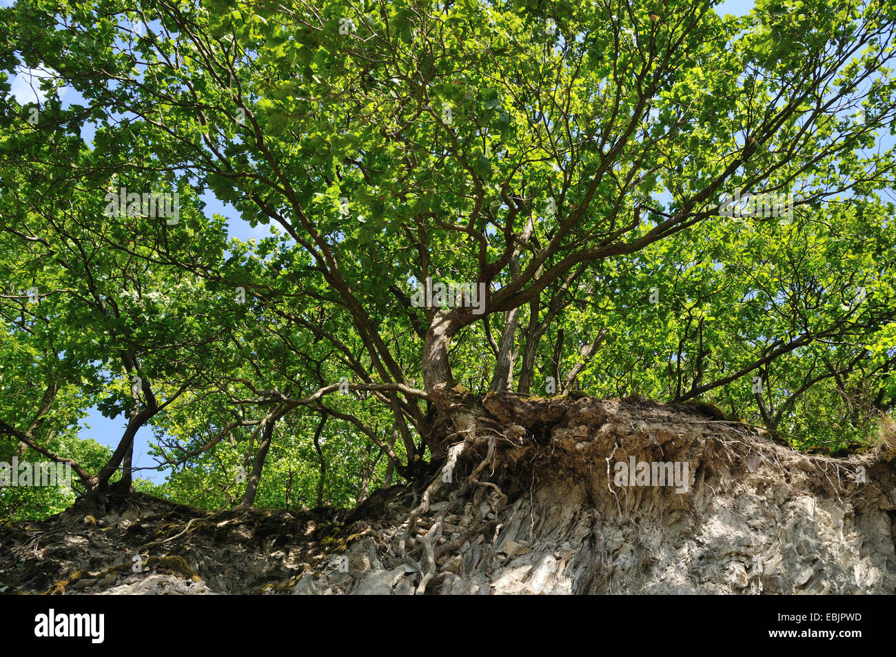 Radici di quercia immagini e fotografie stock ad alta risoluzione - Alamy