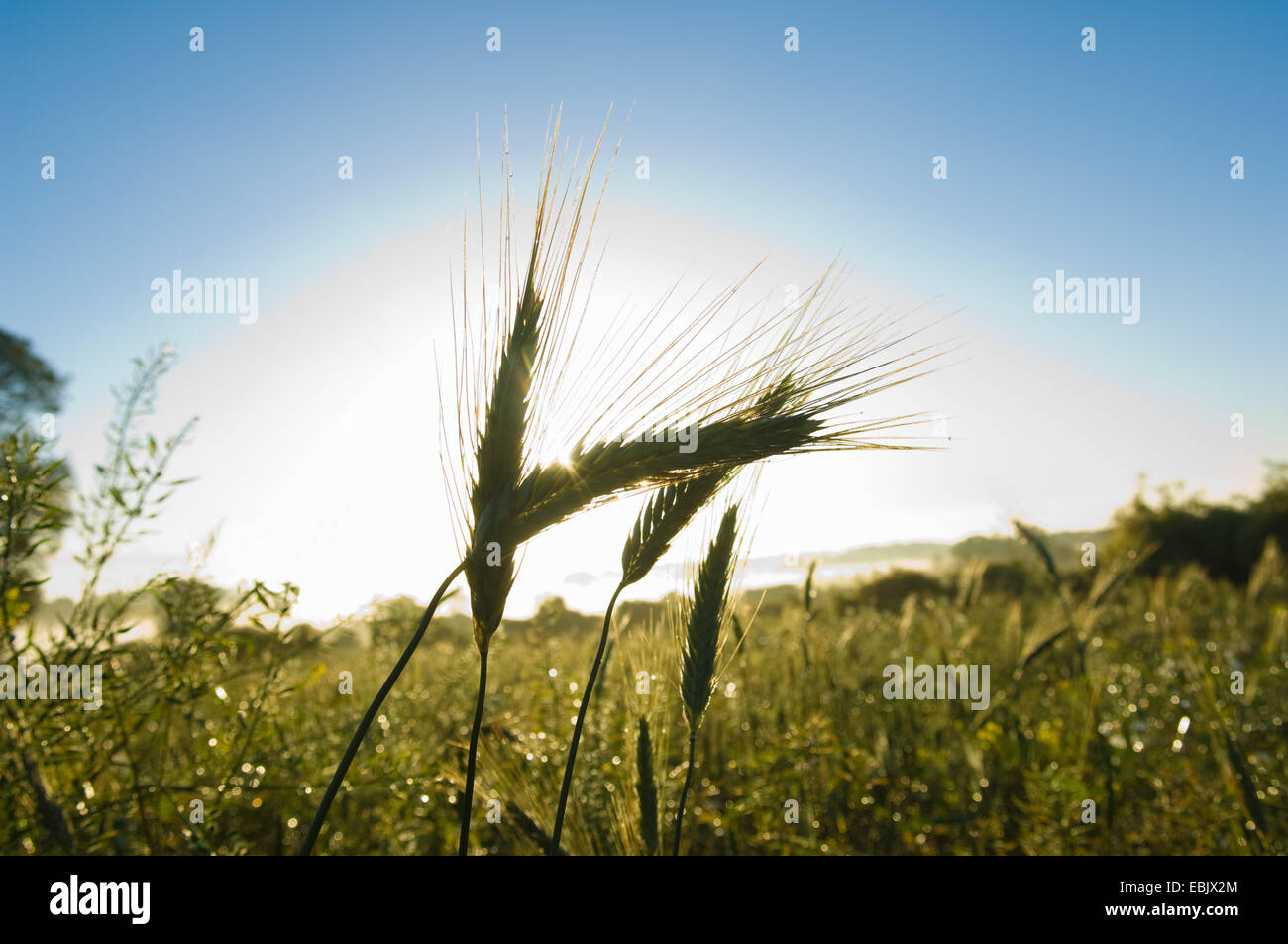 Spighe di grano immagini e fotografie stock ad alta risoluzione - Alamy