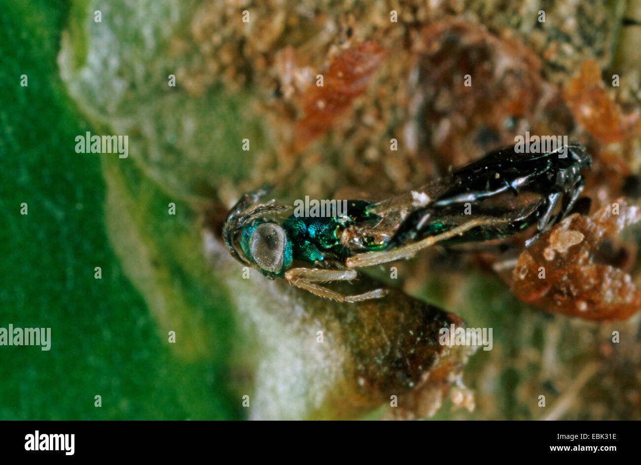 Vespa parassitoide immagini e fotografie stock ad alta risoluzione ...