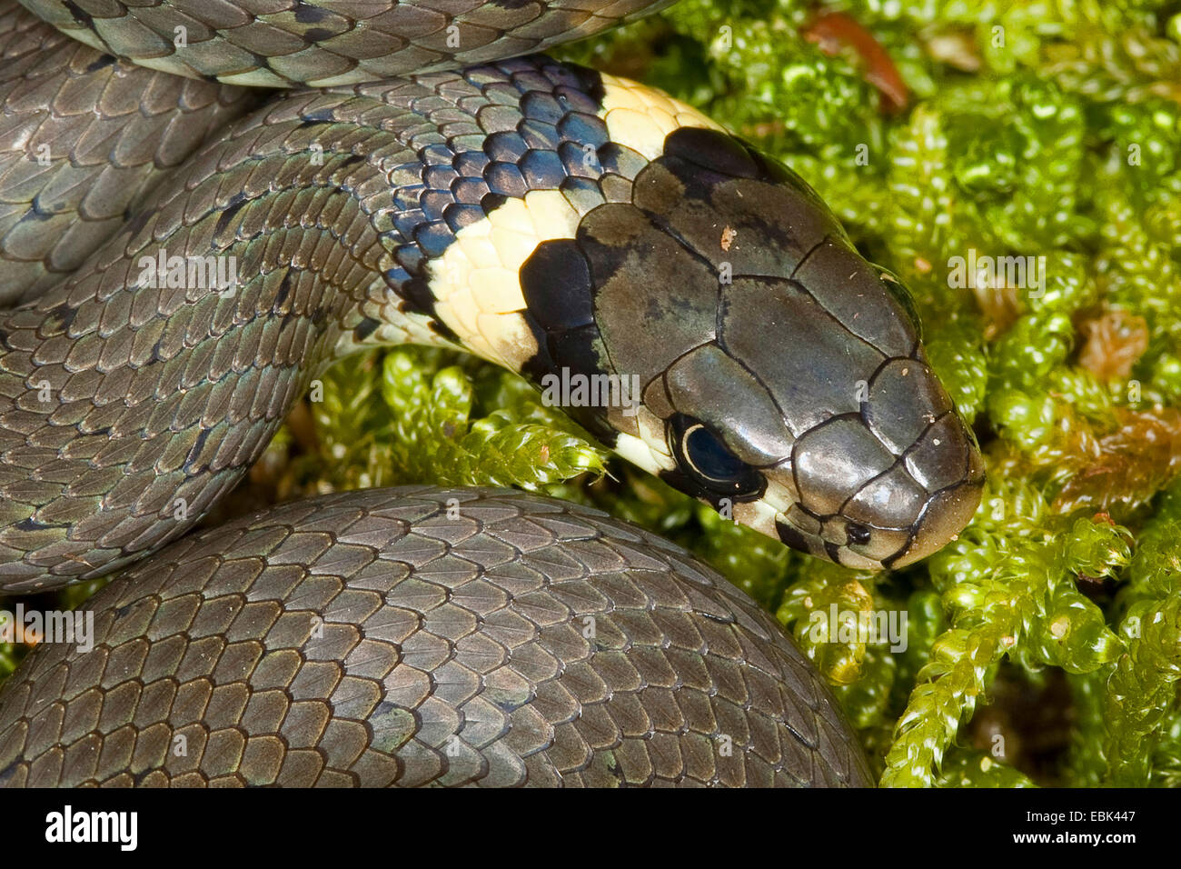 Biscia dal collare (Natrix natrix), la testa di un animale che giace ...