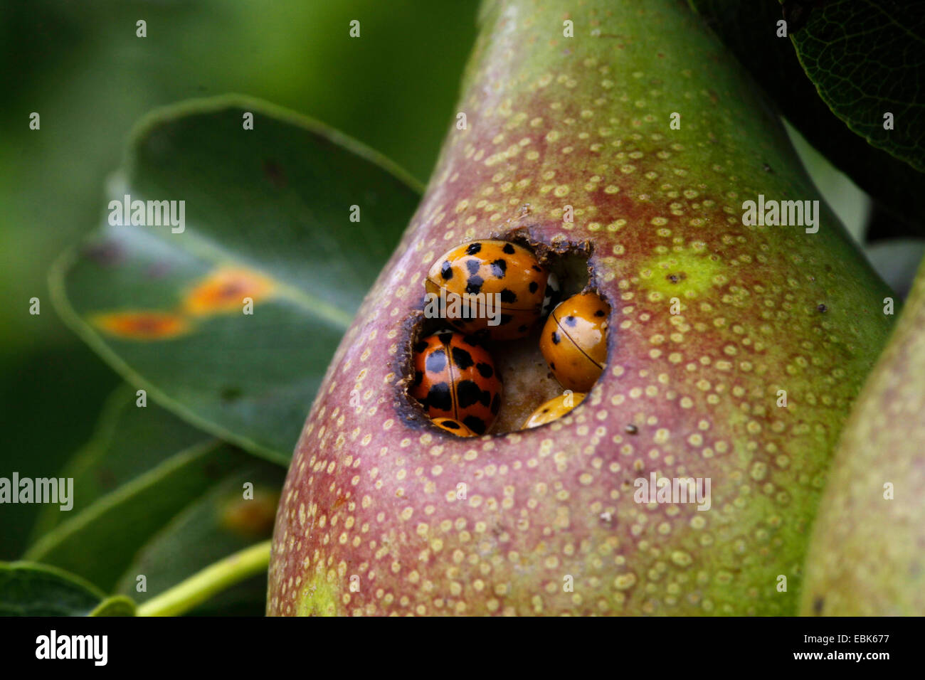 Controllo delle infezioni da insetti immagini e fotografie stock ad ...