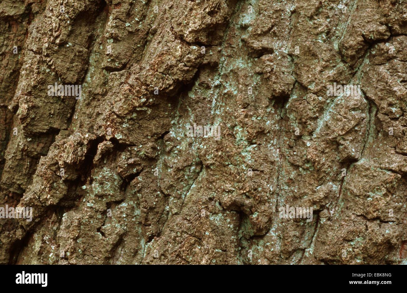 Quercus cerris immagini e fotografie stock ad alta risoluzione - Alamy