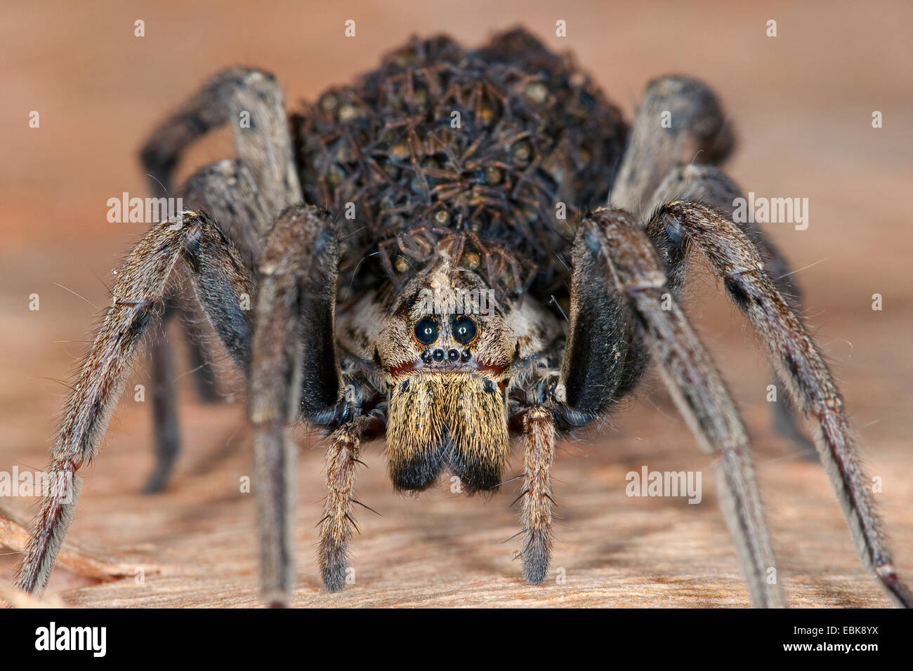 Falsa tarantola immagini e fotografie stock ad alta risoluzione - Alamy